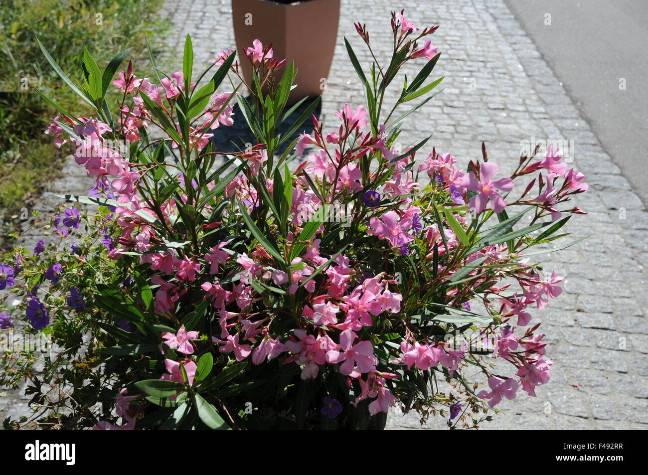 Oleander pot hi-res stock photography and images - Alamy