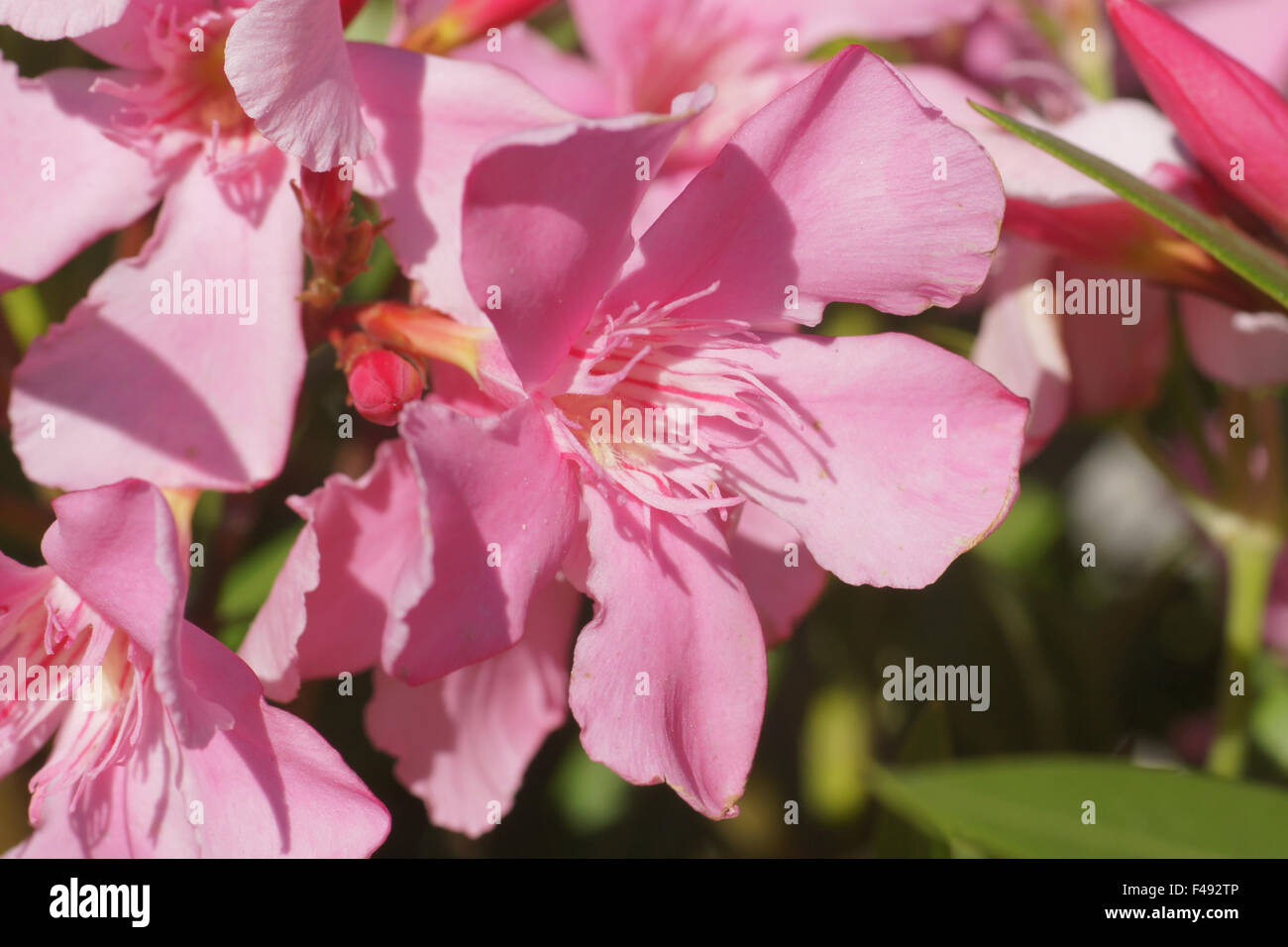 Oleander shrubs hi-res stock photography and images - Alamy