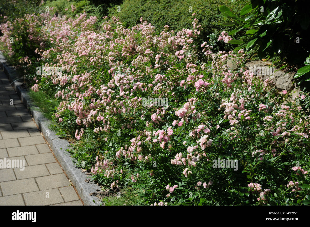 Ground cover rose Stock Photo - Alamy
