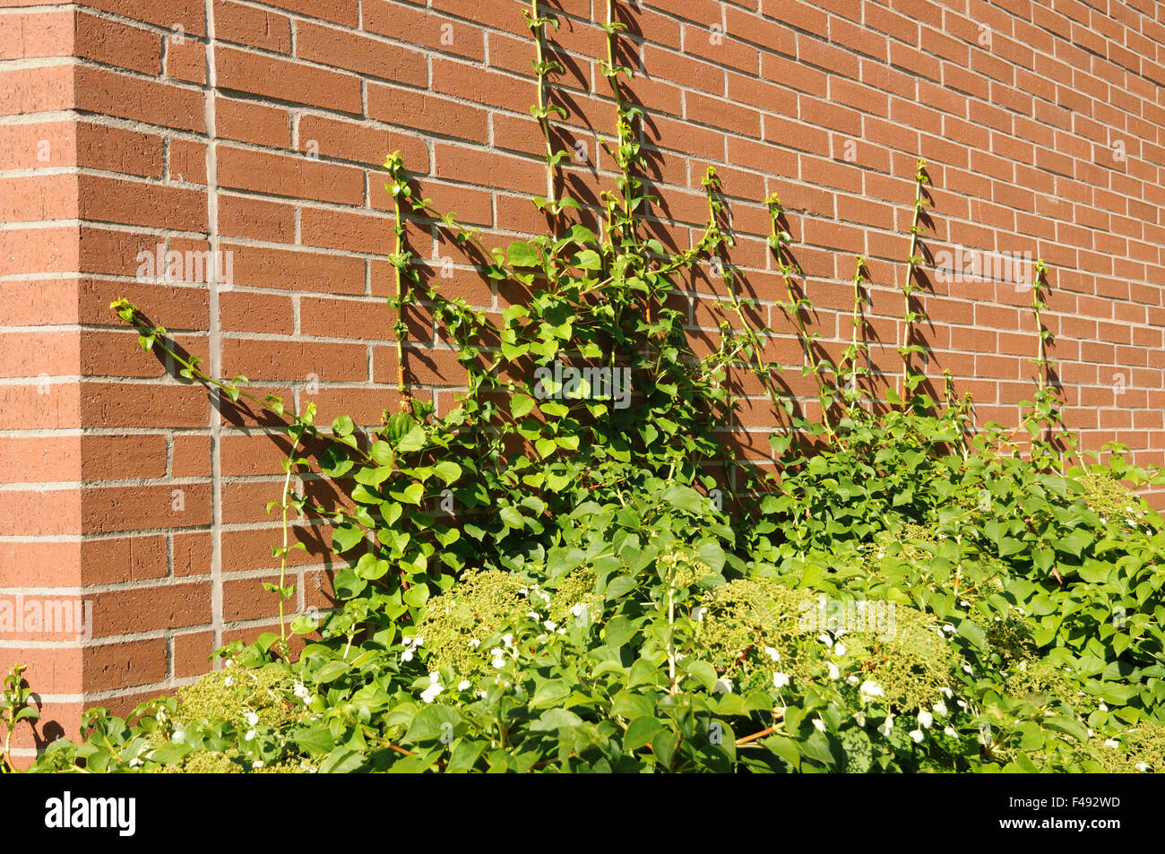 Climbing hydrangea hi-res stock photography and images - Alamy