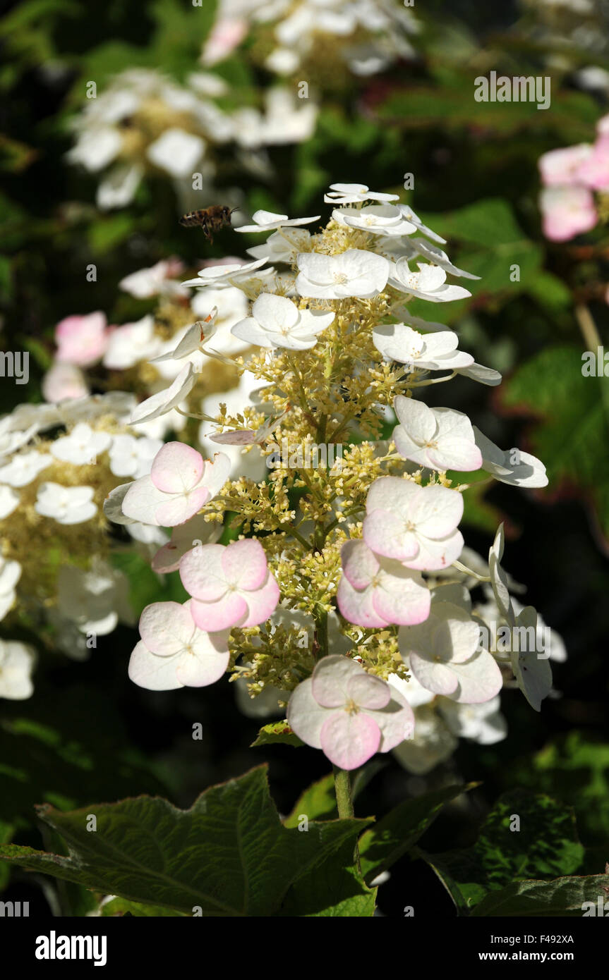 Oakleaf hydrangea leaf hi-res stock photography and images - Alamy