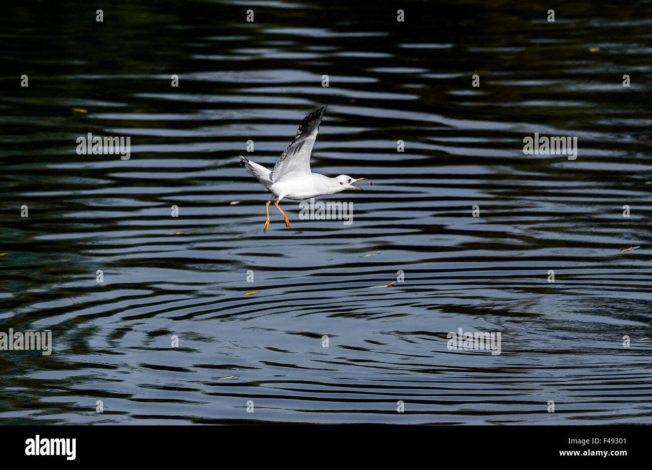 Flying insects hi-res stock photography and images - Alamy