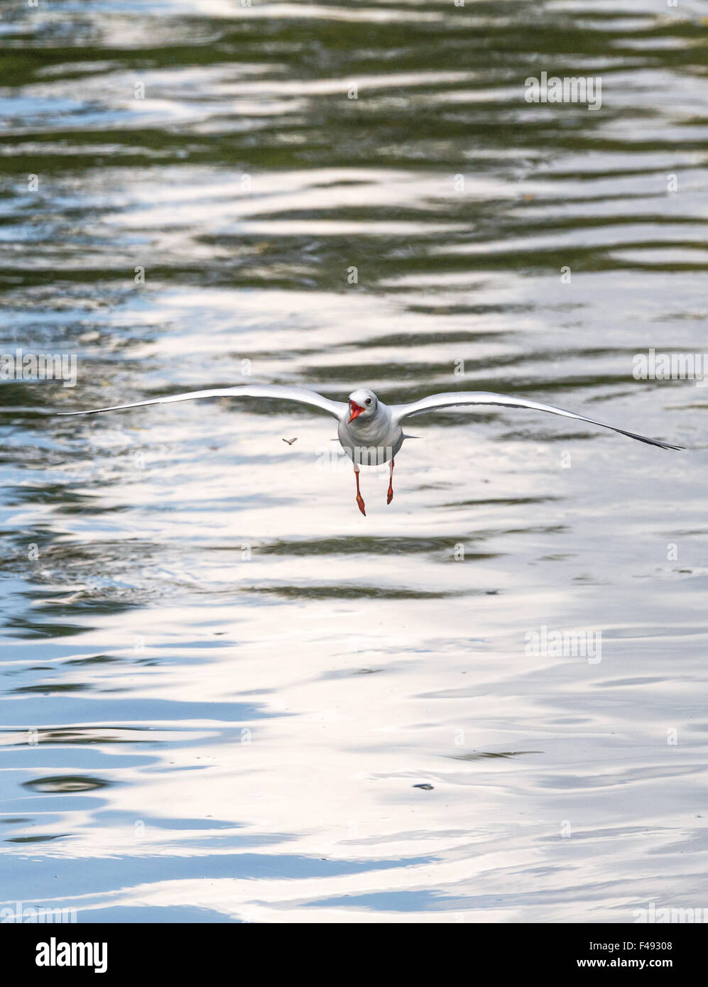 Catch flying insects hi-res stock photography and images - Alamy