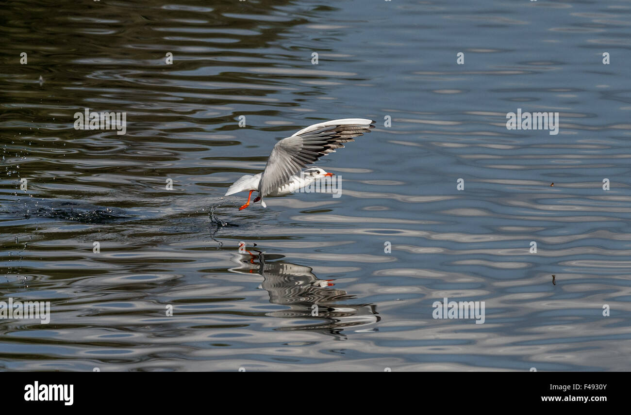 Catch flying insects hi-res stock photography and images - Alamy