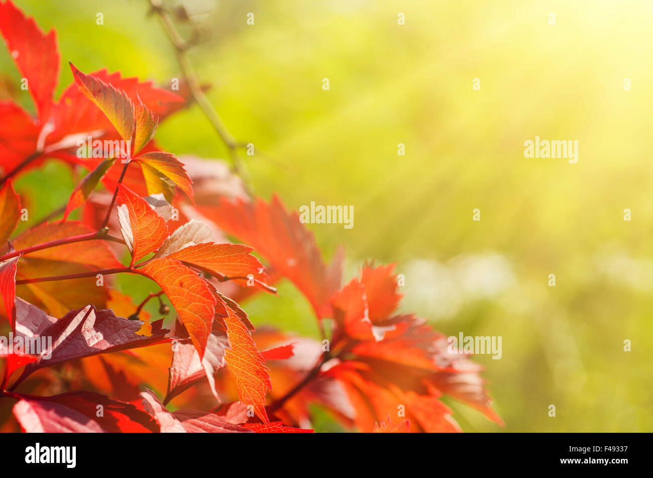 Wild grape leaves Stock Photo - Alamy