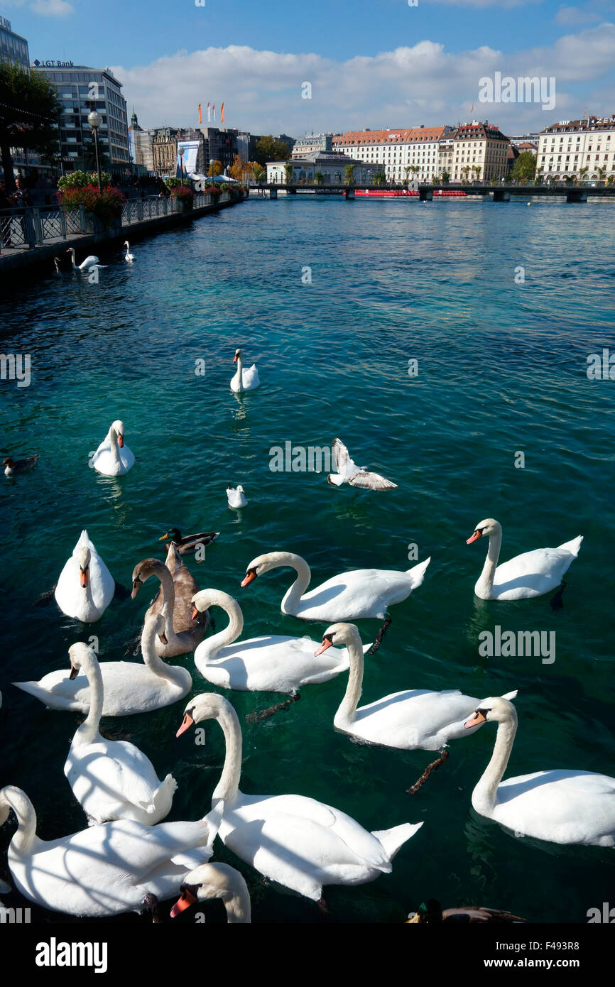 Turquoise lake switzerland hi-res stock photography and images - Alamy