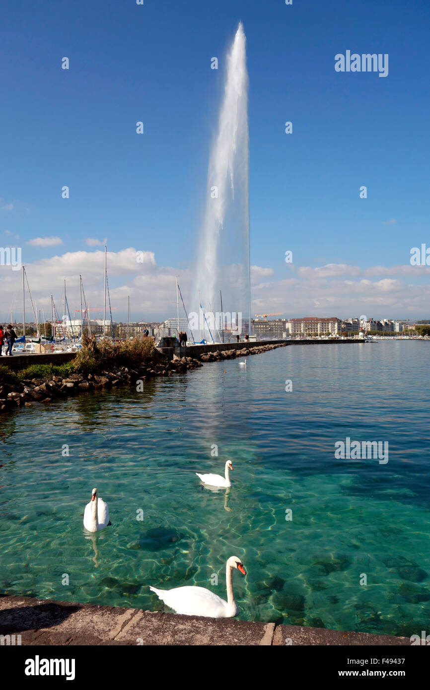 Swans in front of the Jet d Eau fountain on Geneva Lake, Geneva ...