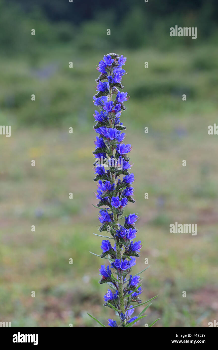 Buglosses hi-res stock photography and images - Alamy