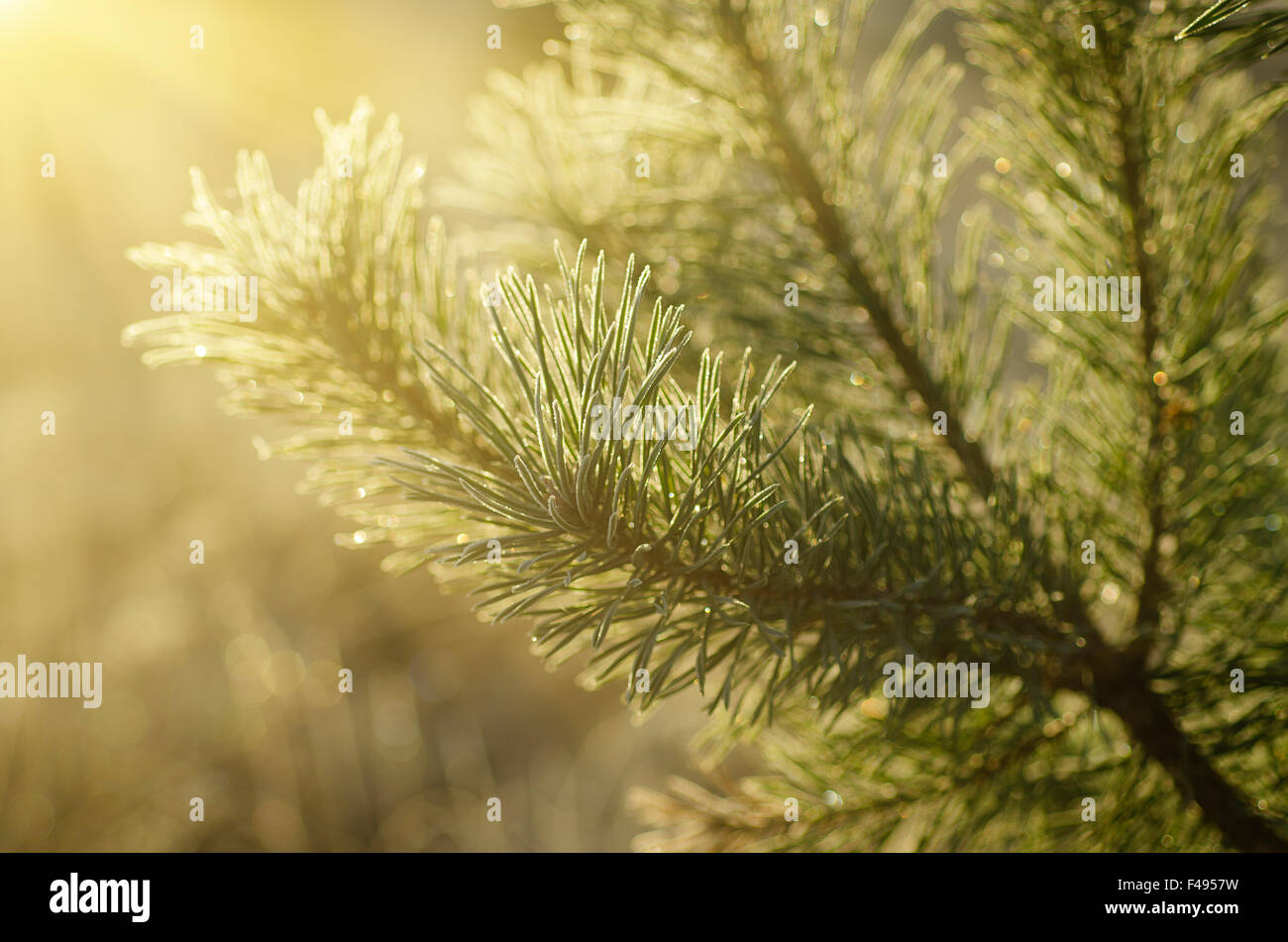 Pine sunny tree Stock Photo - Alamy