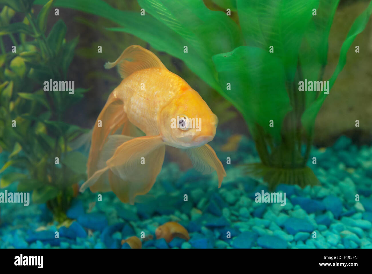 Pretty tropical fish hi-res stock photography and images - Alamy
