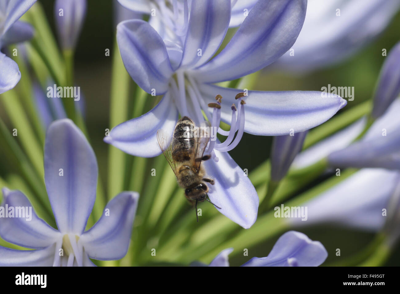 Afrikanische blume hi-res stock photography and images - Alamy