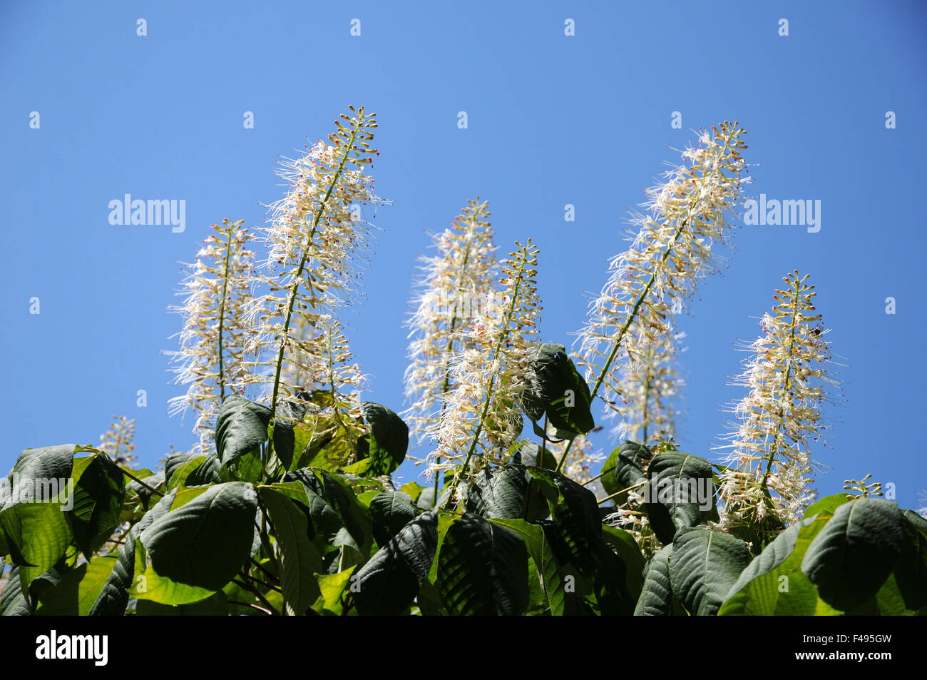Dwarf buckeye chestnut hi-res stock photography and images - Alamy