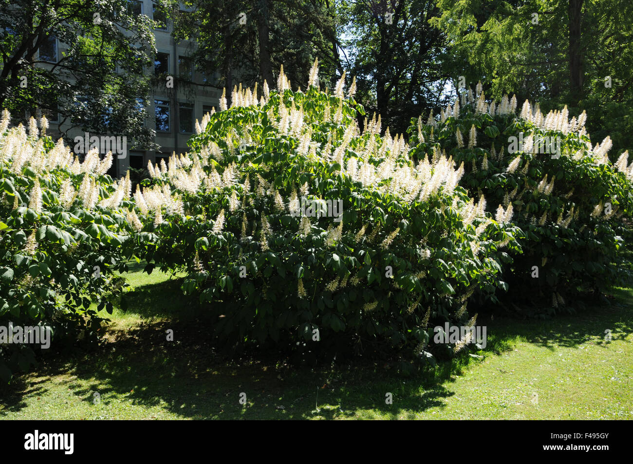 Bottlebrush Buckeye