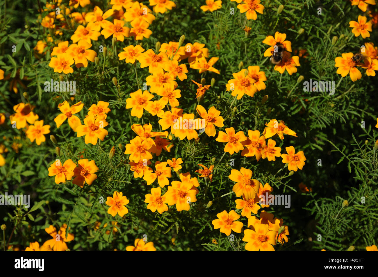 Golden marigolds hi-res stock photography and images - Alamy