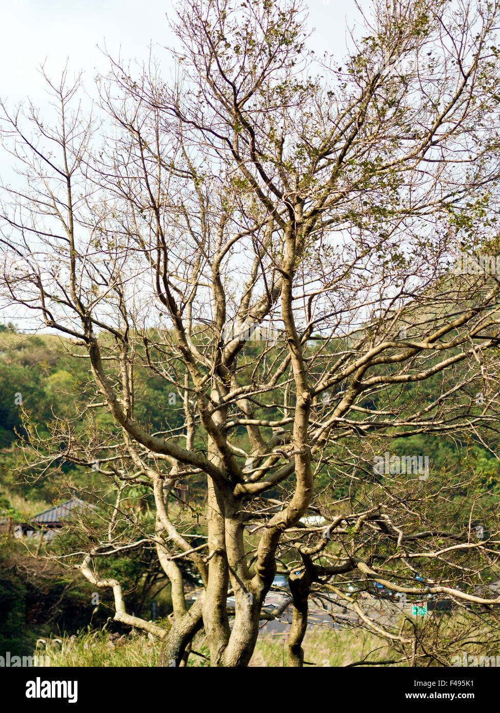 Bald tree hi-res stock photography and images - Alamy