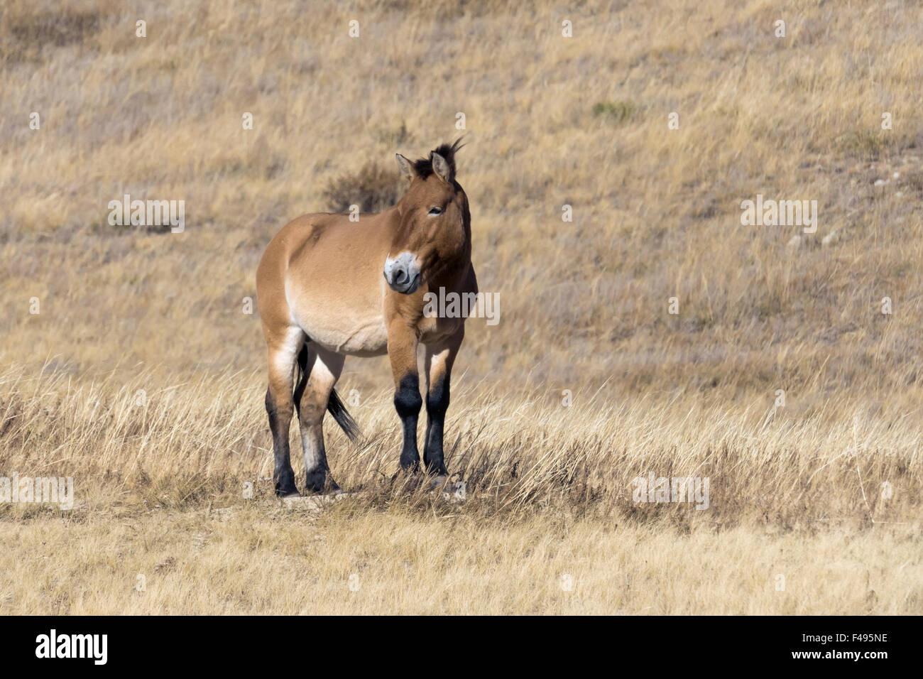 Chestnut stallion, Przewalski's horse,Hustai National Park, Mongolia ...