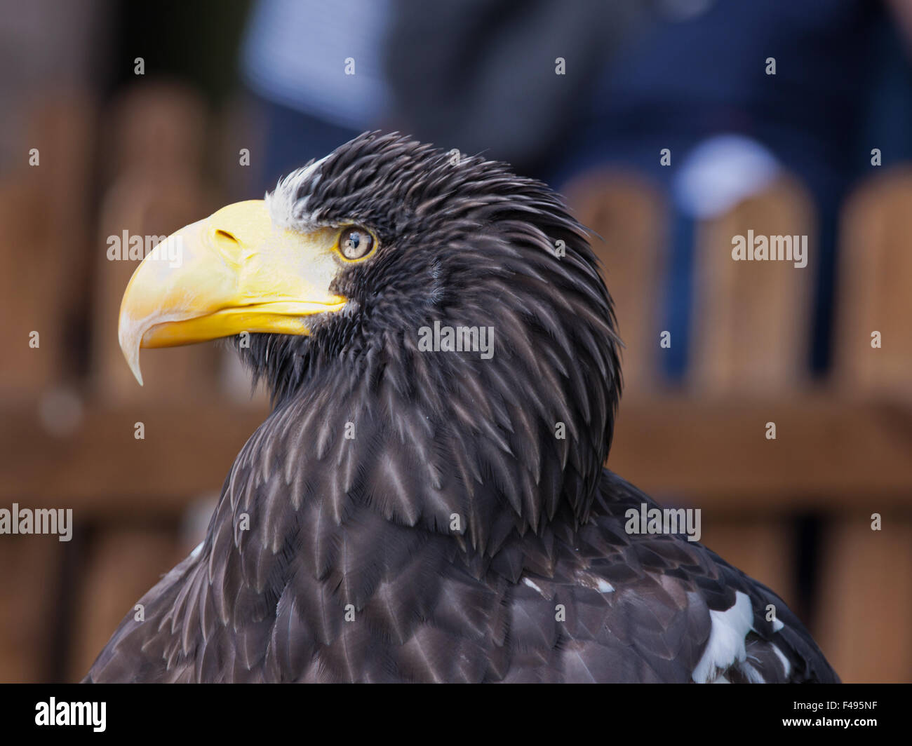 Female eagle bird prey sea hi-res stock photography and images - Alamy