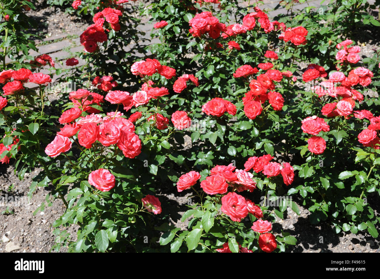 Rosen und blumen hi-res stock photography and images - Alamy