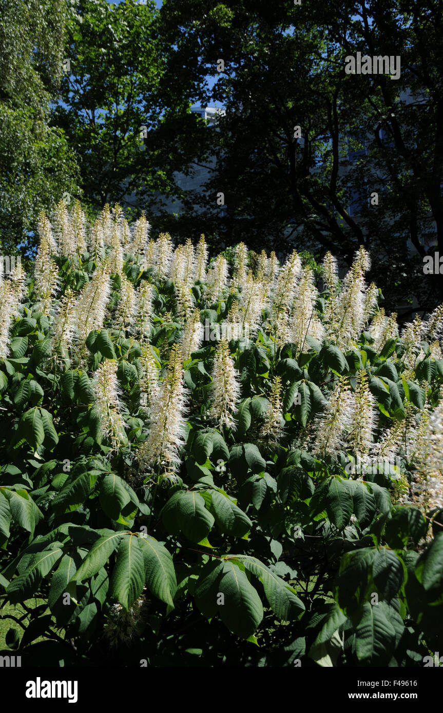Dwarf buckeye chestnut hi-res stock photography and images - Alamy
