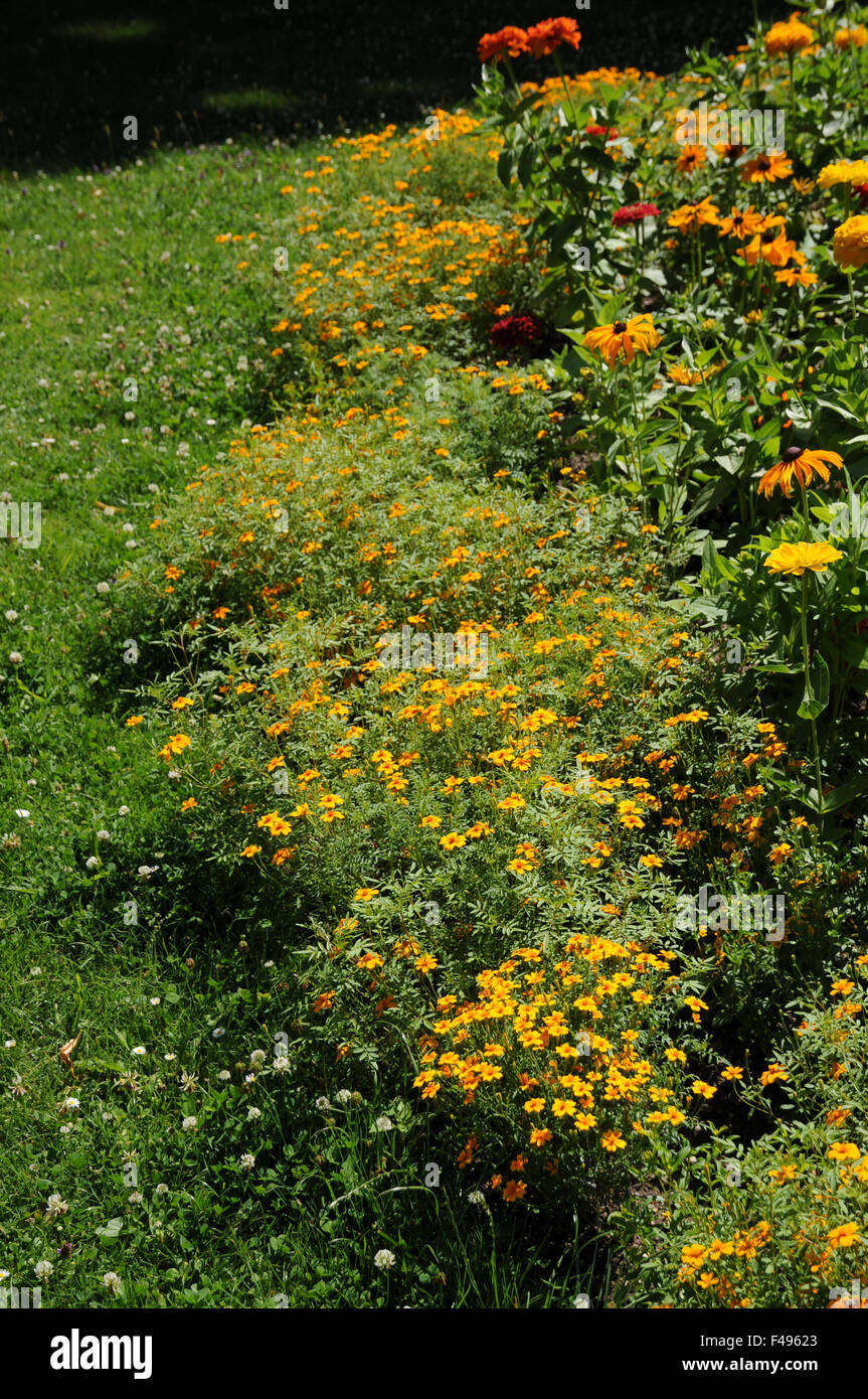Golden marigolds hi-res stock photography and images - Alamy