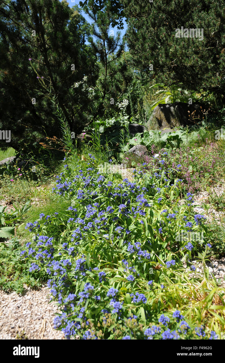 Plant gentiana cruciata hi-res stock photography and images - Alamy