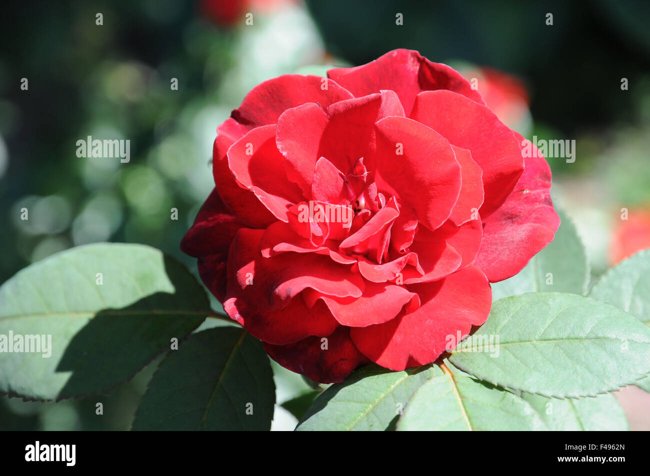 Hybrid blume hi-res stock photography and images - Alamy