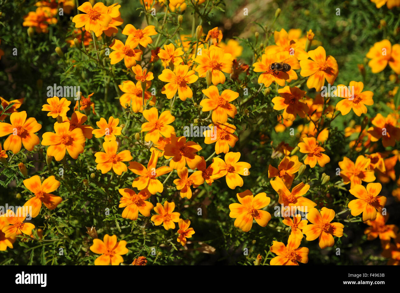Golden marigolds hi-res stock photography and images - Alamy