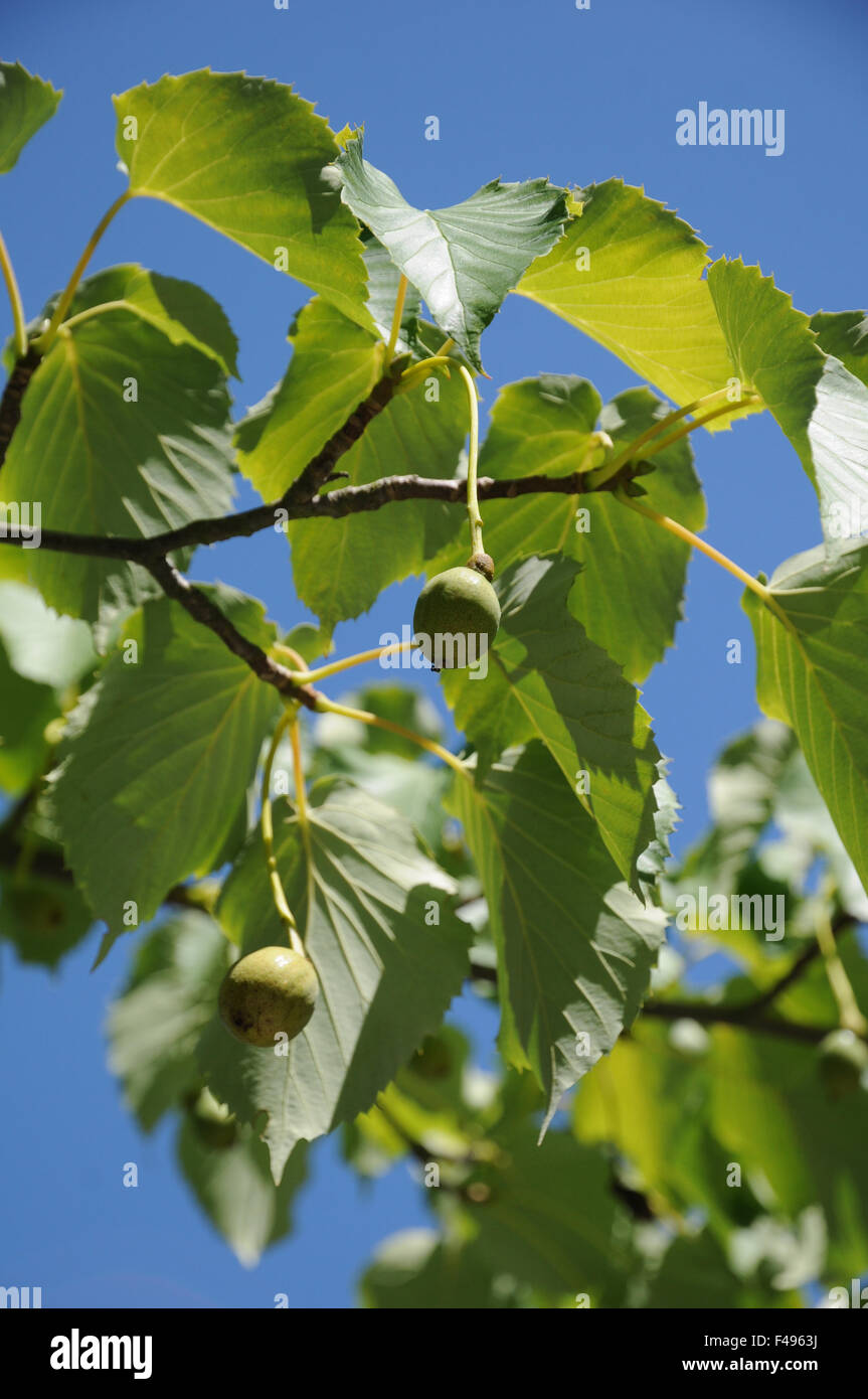 Flora han hi-res stock photography and images - Alamy