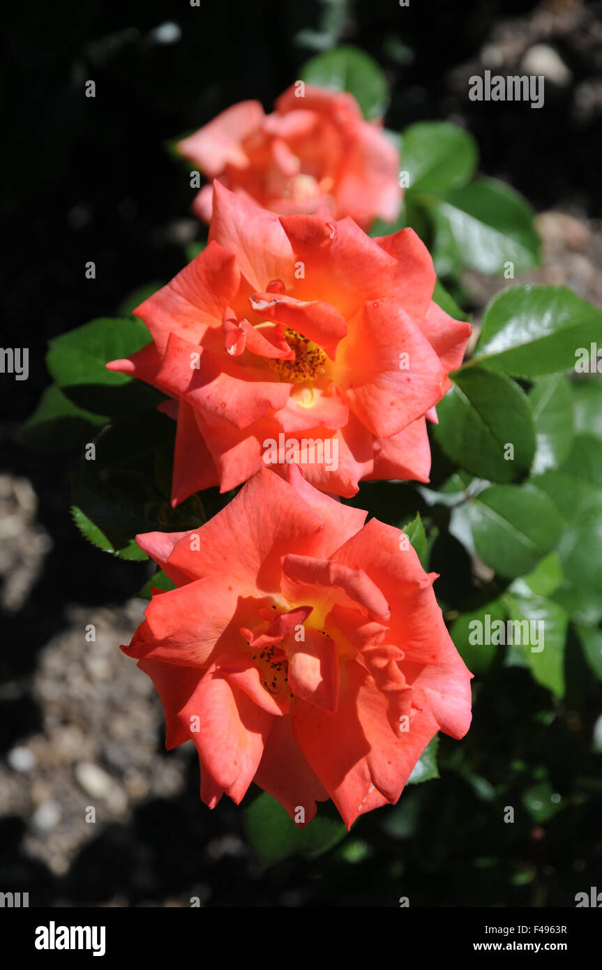 Monica rose hi-res stock photography and images - Alamy