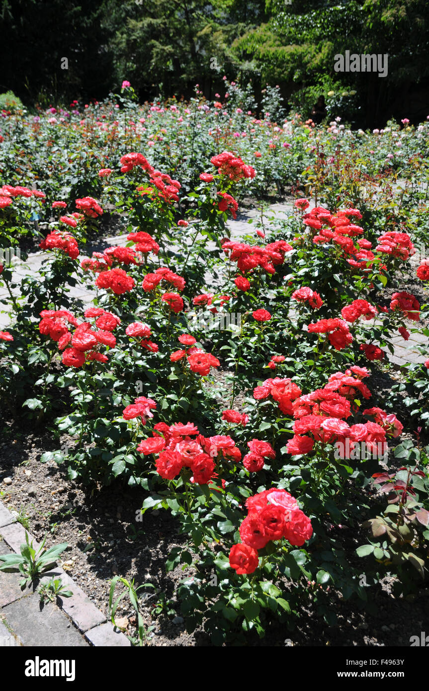 Planten und blumen hi-res stock photography and images - Alamy