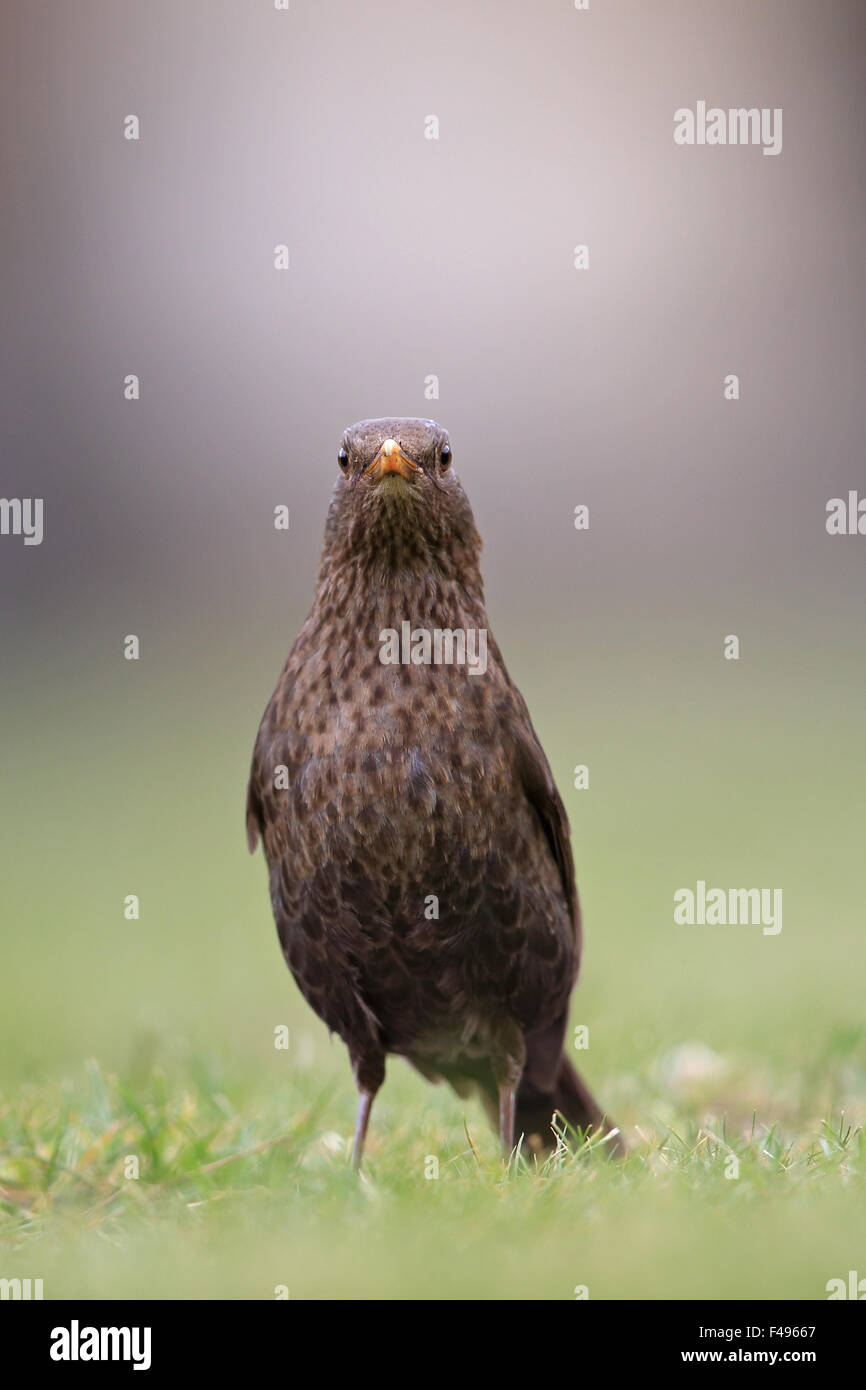 Female blackbird front hi-res stock photography and images - Alamy