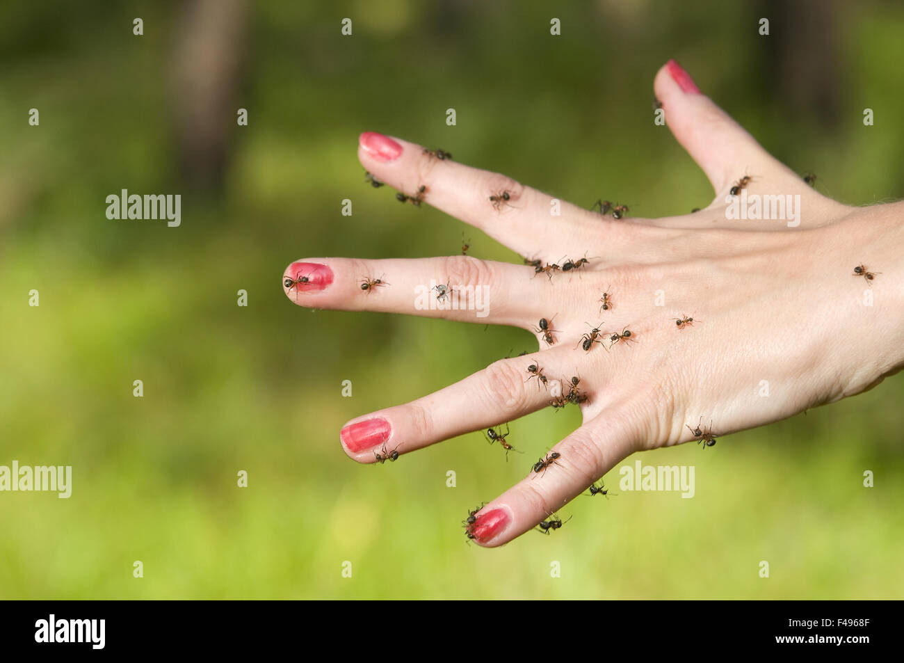 ants on hand Stock Photo - Alamy