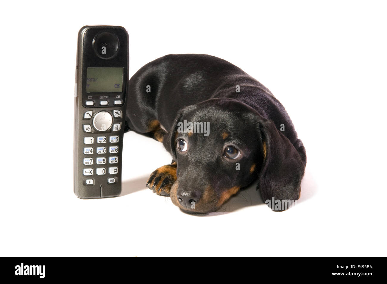 dog with telephone Stock Photo - Alamy