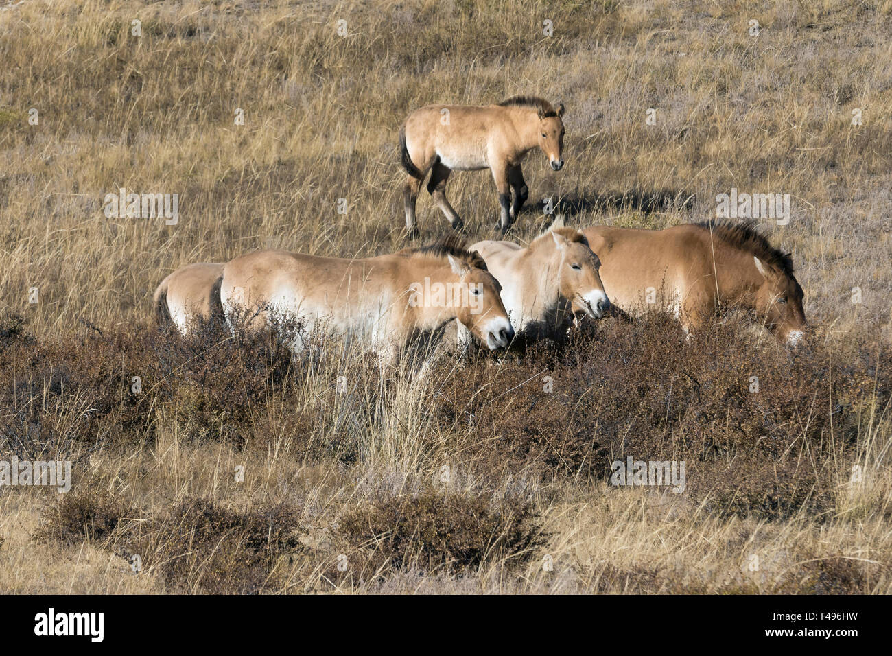 Bush Steppes High Resolution Stock Photography and Images - Alamy