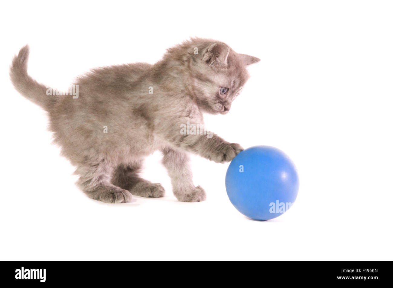 kitten with ball Stock Photo - Alamy
