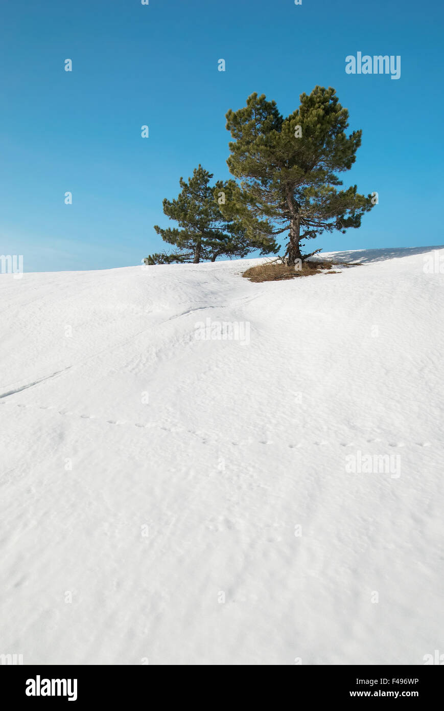 Green trees snow hi-res stock photography and images - Alamy