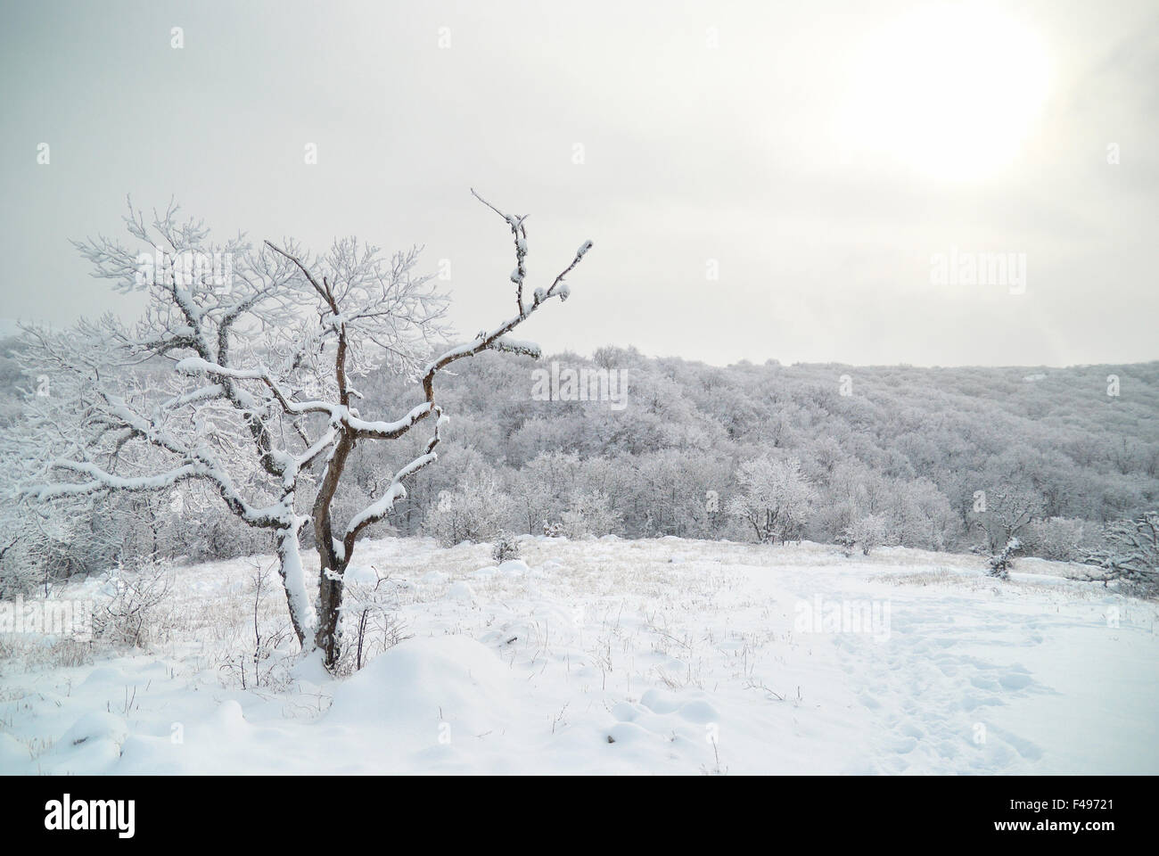 Landscape view green winter hi-res stock photography and images - Alamy