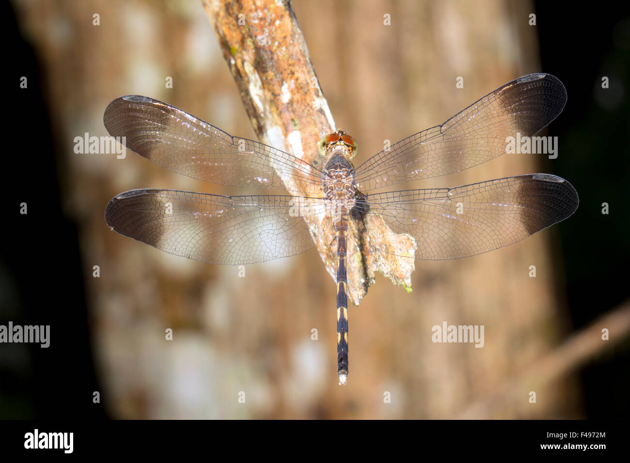 Dragonfly roosting at night in the rainforest, Ecuador Stock Photo - Alamy