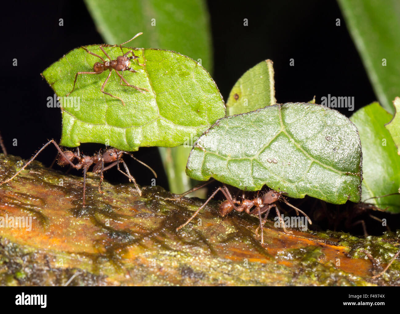 Leaf cutter hi-res stock photography and images - Alamy