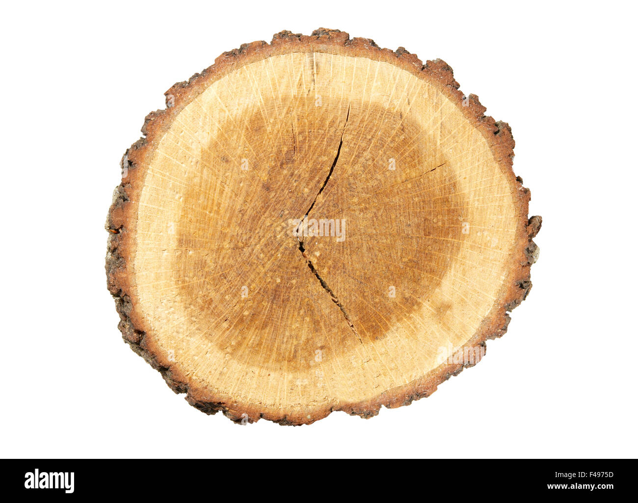 Wooden stump isolated on white Stock Photo - Alamy