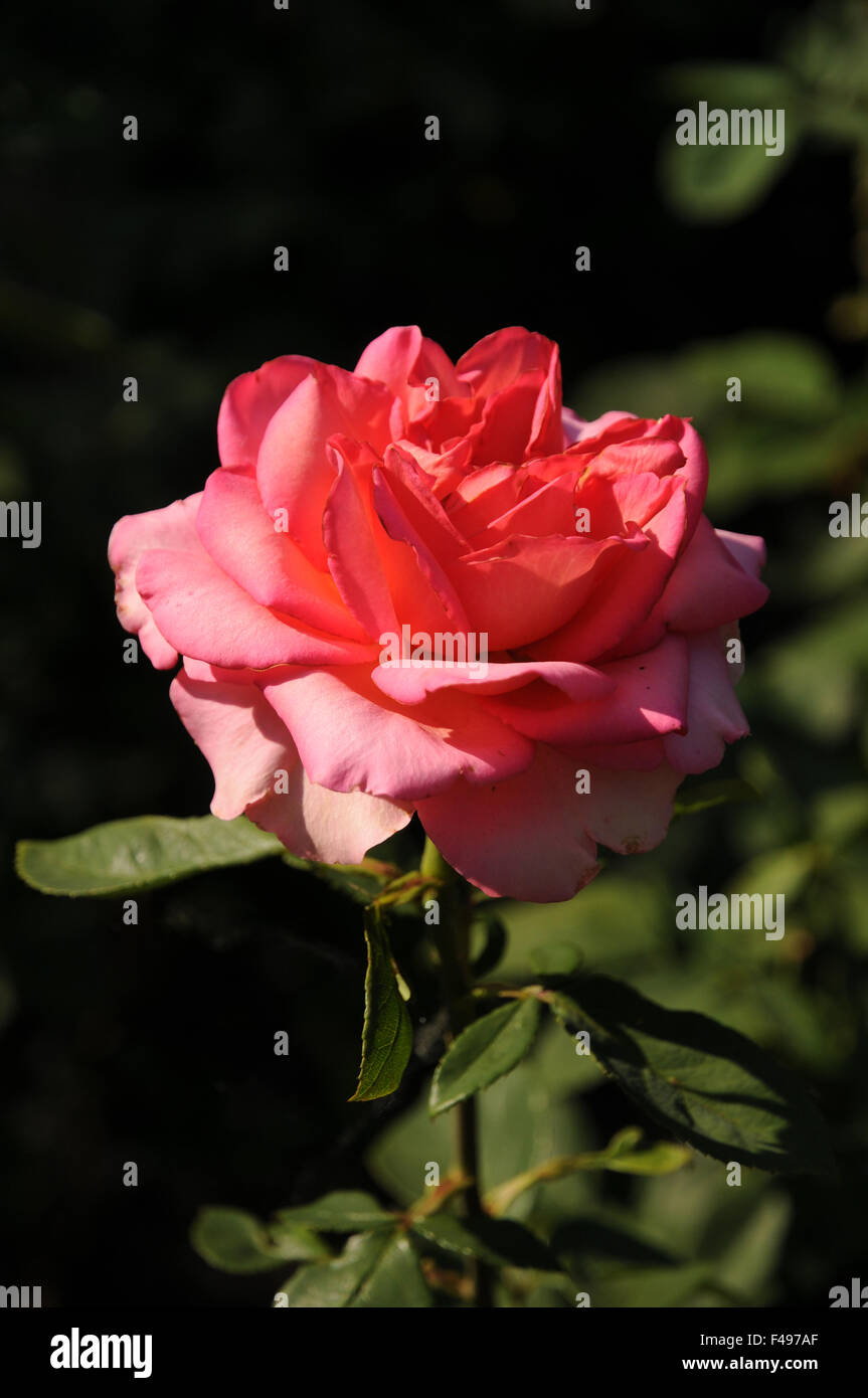 Windsor rose garden hi-res stock photography and images - Alamy