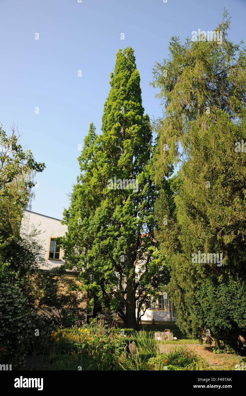 The cypress and flowering tree hi-res stock photography and images - Alamy