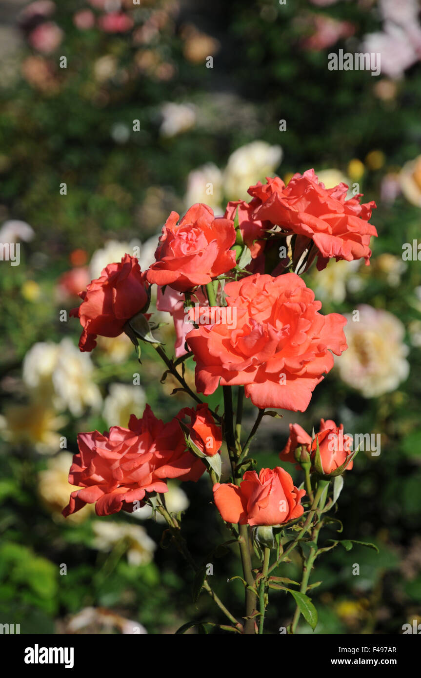 Windsor rose garden hi-res stock photography and images - Alamy