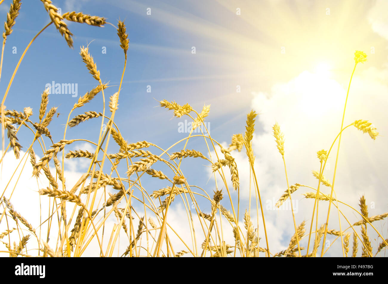 Good wheat hi-res stock photography and images - Alamy
