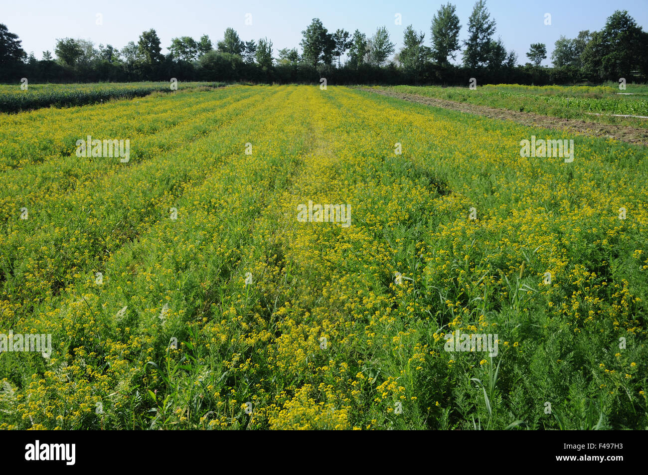 Land cress hi-res stock photography and images - Alamy