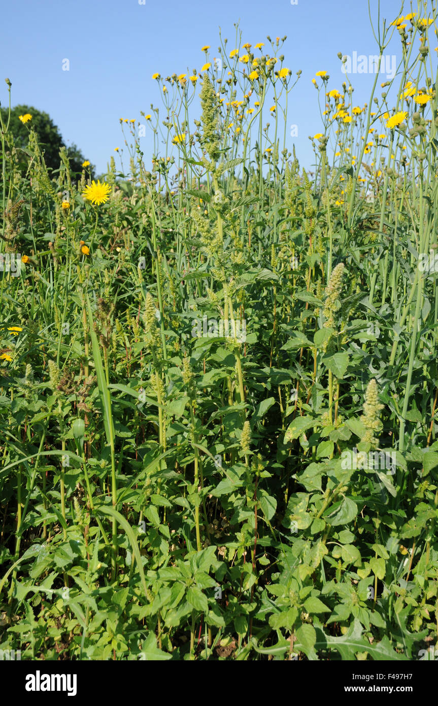 Redroot amaranth amaranthus retroflexus hi-res stock photography and ...
