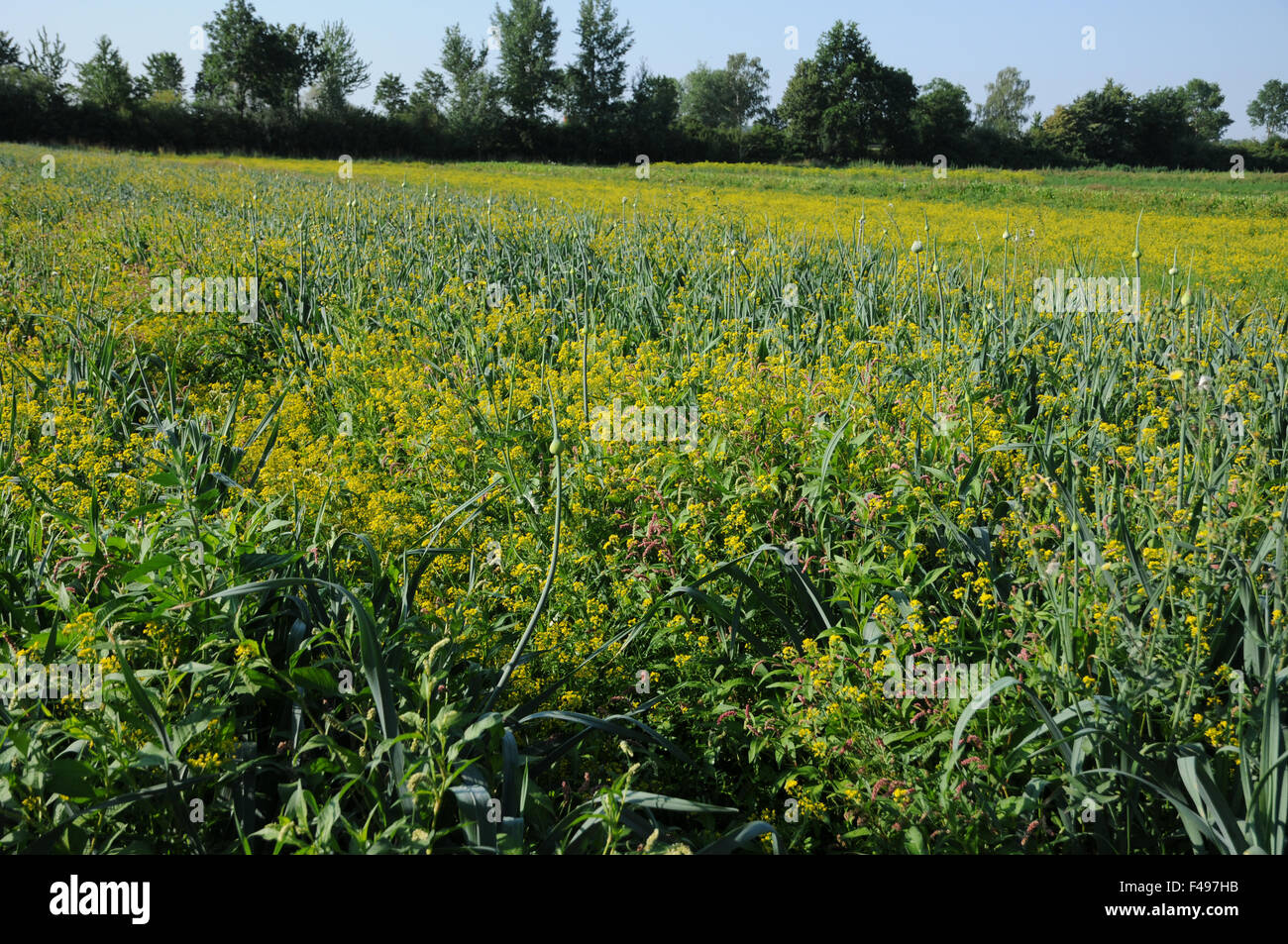 Land cress hi-res stock photography and images - Alamy