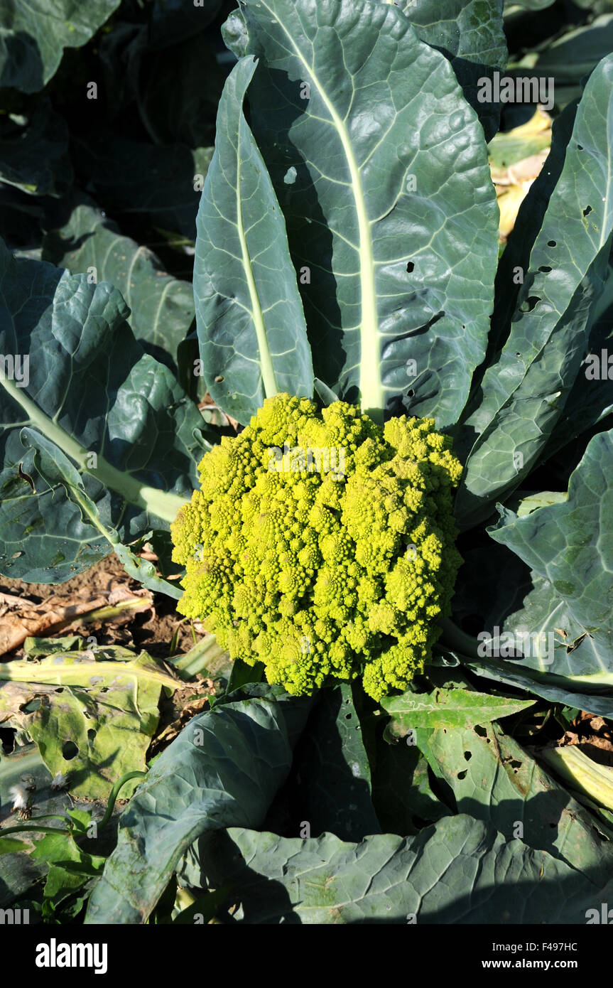 Romanesco brokkoli hi-res stock photography and images - Alamy