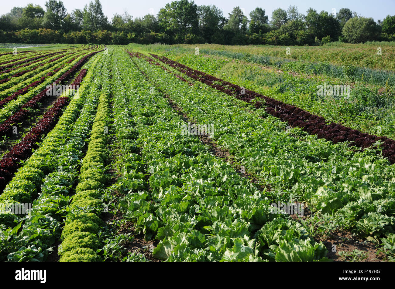 Salat salad endivien endive hi-res stock photography and images - Alamy
