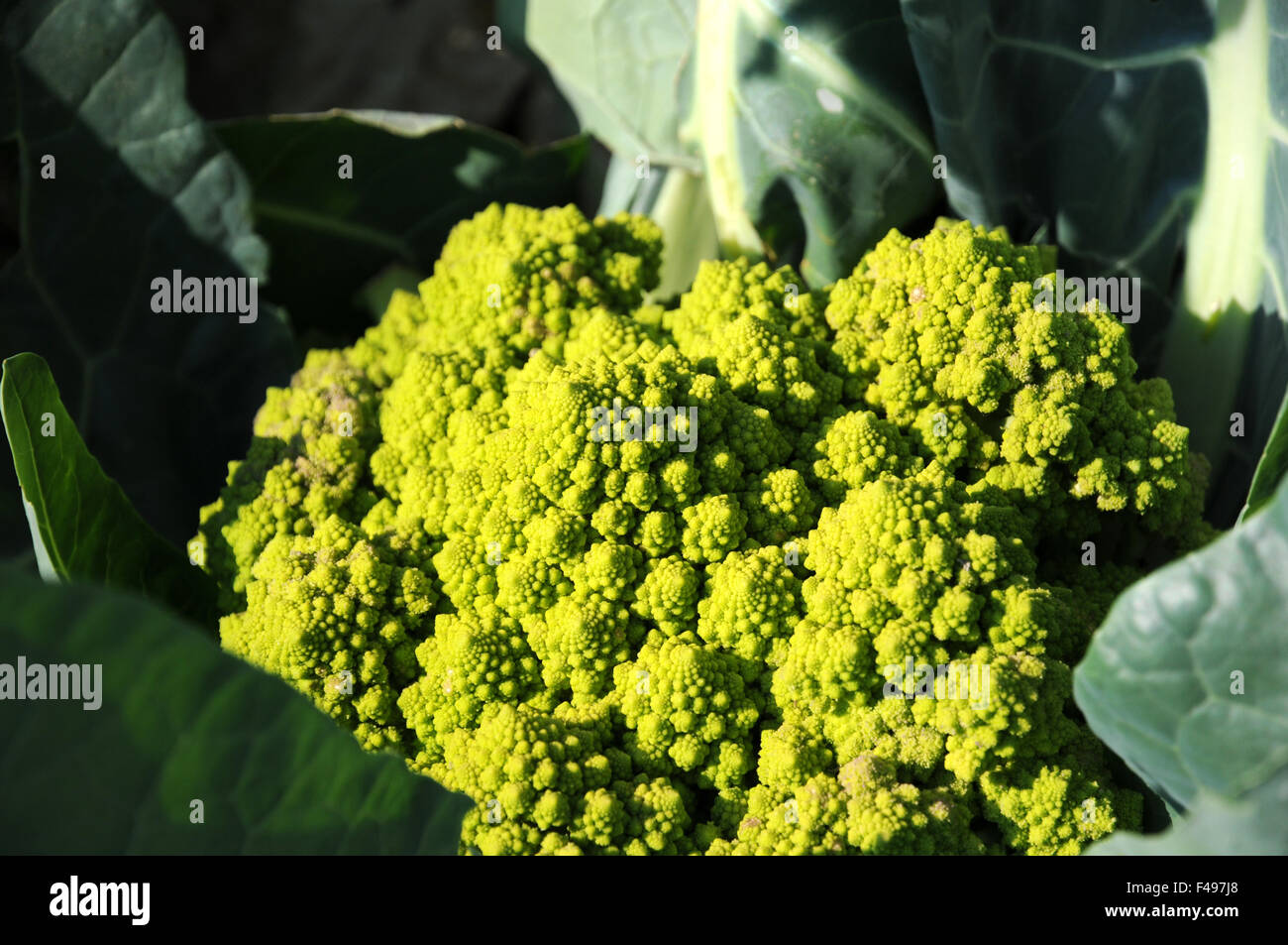 Romanesco brokkoli hi-res stock photography and images - Alamy
